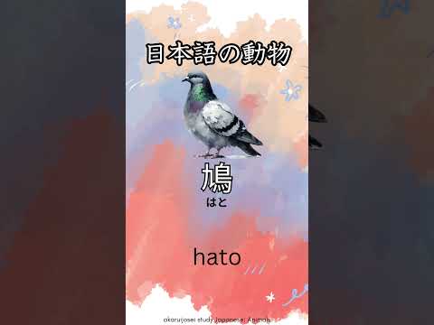 Animals in Japanese: HATO #japanese #japaneselanguage #japaneseflashcards #languagelearning