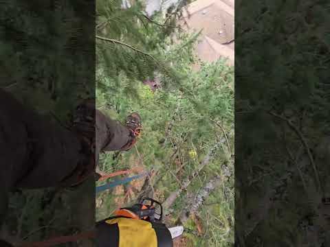 Fir Tree Pruning & Deadwood Removal in Maple Valley