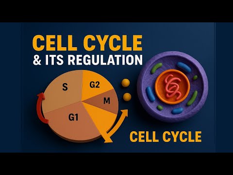 Cell Cycle & Its Regulation I Power point presentation I
