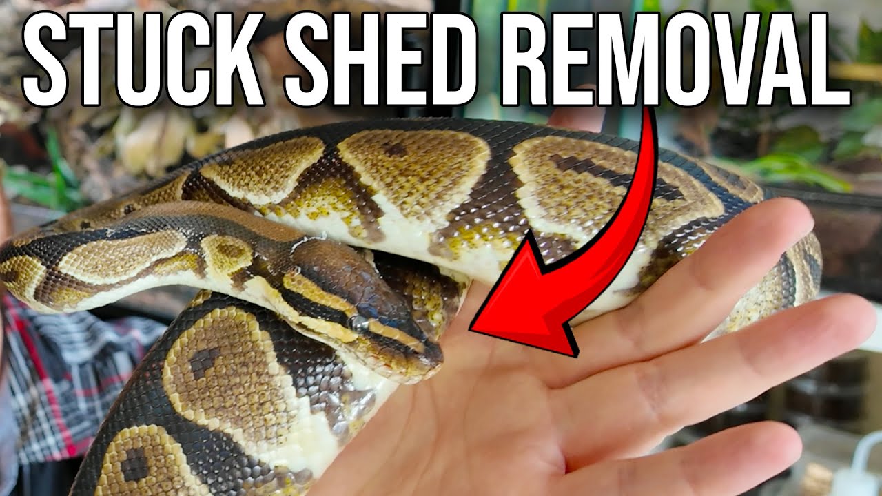 How to Help Ball Python Shed