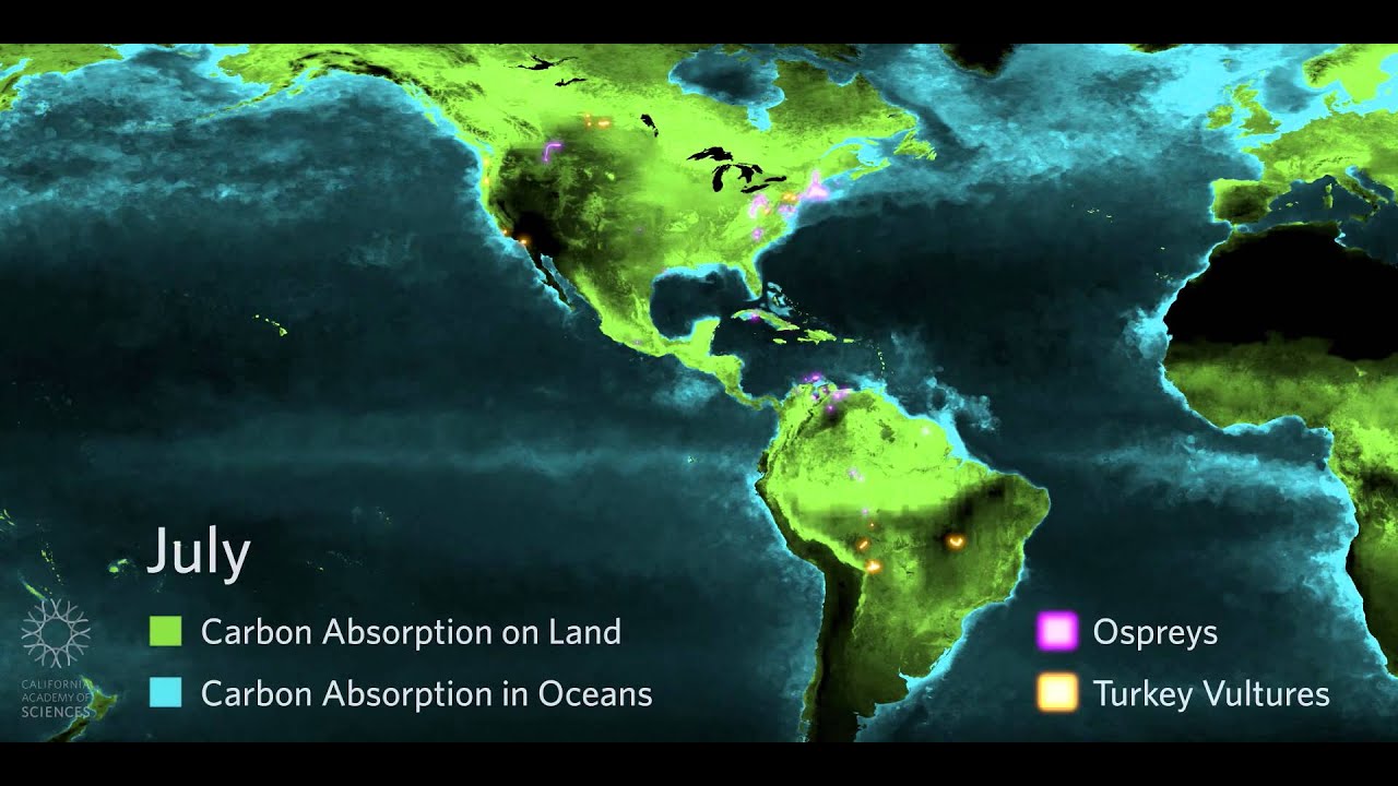 Tracking Migrating Raptors