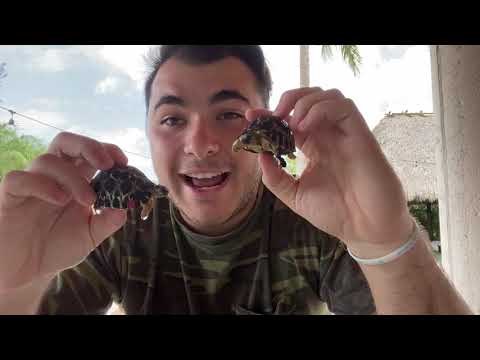 Informative Speech - The Radiated Tortoise