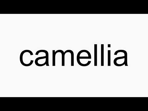 How to pronounce camellia
