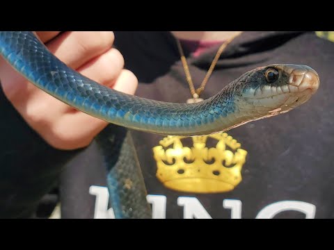 Big blue racer snake!