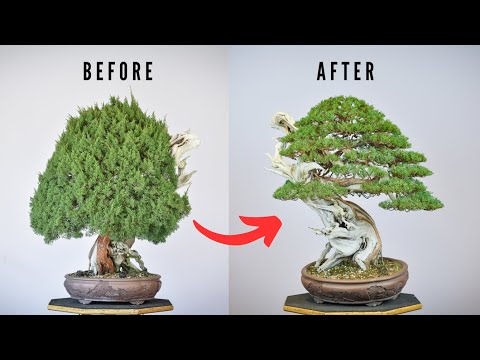 Juniper Bonsai Styling | Bonsai-U