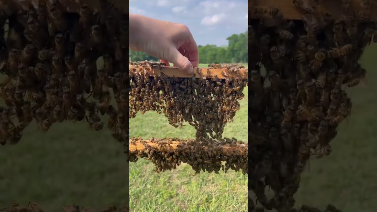 The Art of Building a Beehive