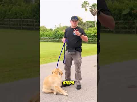 Mastering Dog Training Techniques Prong Collar Tips and Corrections