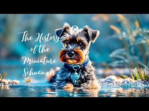 The History of The Miniature Schnauzers.