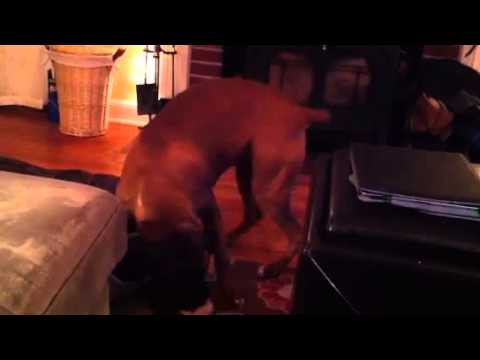 Dakota Lee Fanning the boxer who loved to talk
