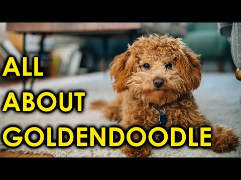 Goldendoodle Dog Breed Guide Puppies to Adults/Amazing Dogs