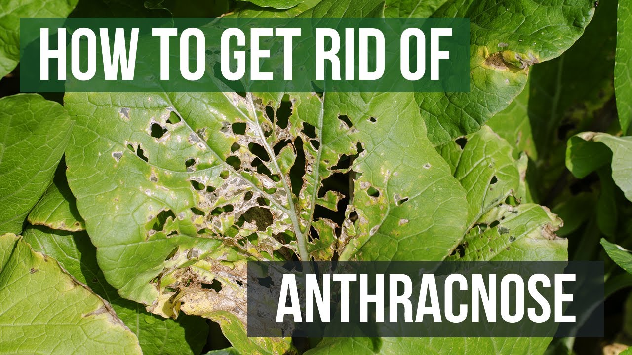 How To Control Anthracnose