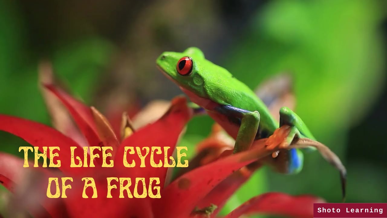 Interactive PowerPoint Presentation on the Life Cycle of a Frog (PDF & Speech)