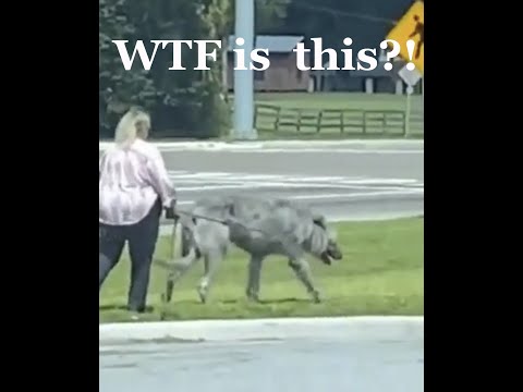 WTF Is this a huge WOLF or a giant DOG?