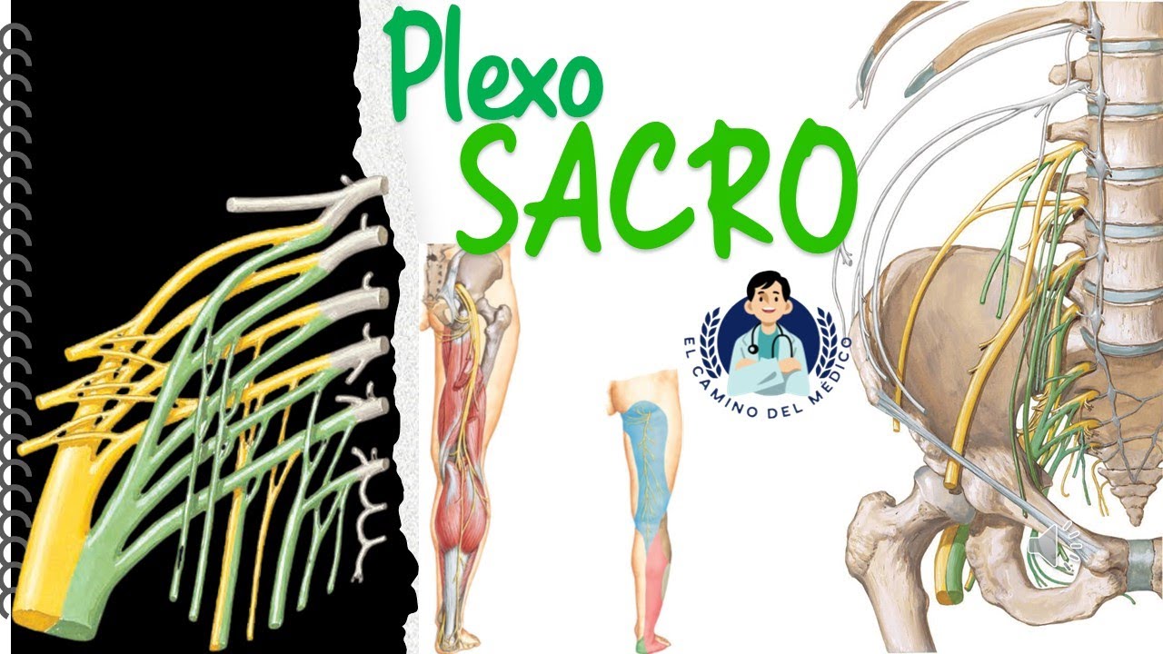 Sacral Plexus - Easy and educational