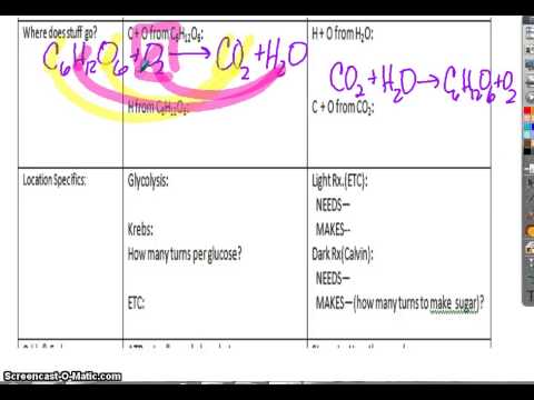 Photosynthesis vs Cell Respiration worksheet