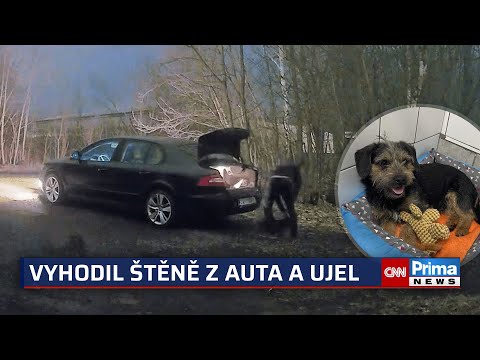 Promluvil řidič, který na Teplicku vyhodil štěně: Nebylo moje, zachránil jsem ho před auty