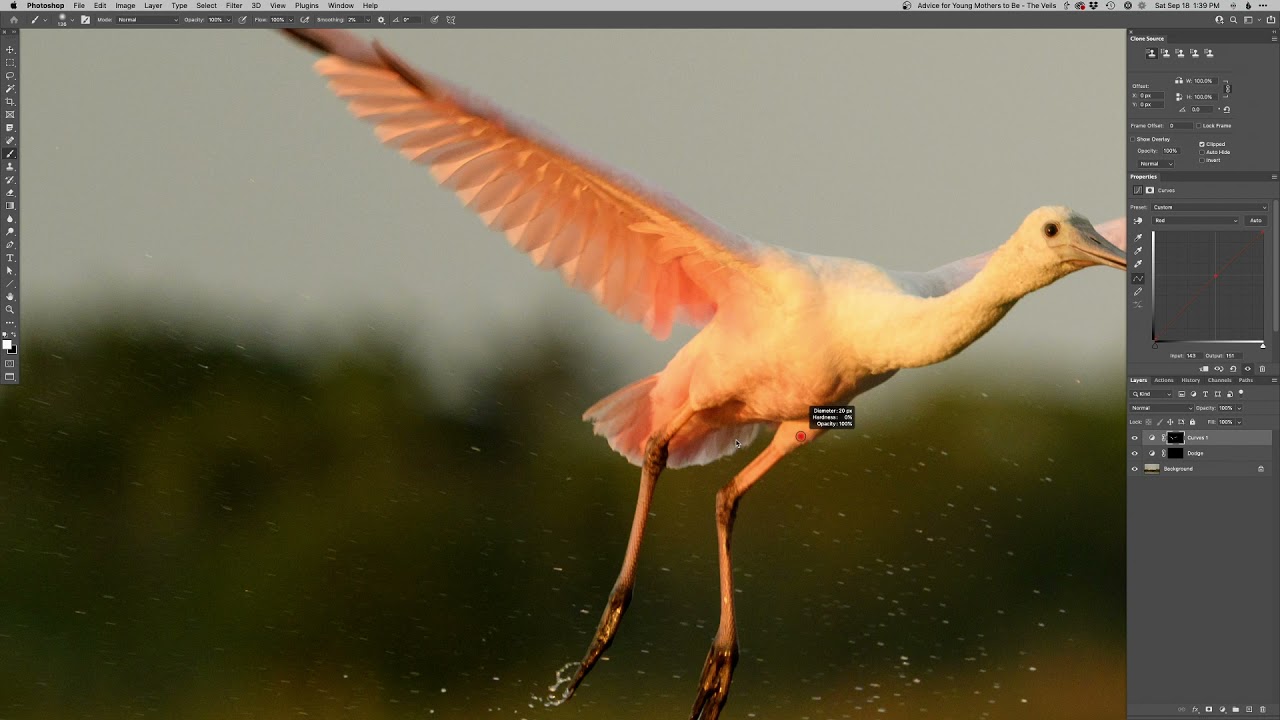 Spoonbill Takeoff -  Realtime Edit