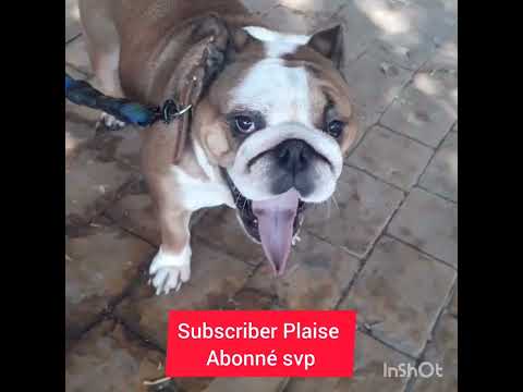 come and discover the spanish bulldog dog