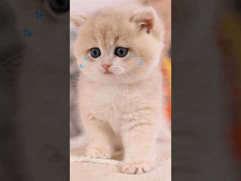 😍😍💖💖Cute kitten Wallpaper hd video💗💗🥰🥰Cute baby wallpapers status video #shortvideo#ytshorts #love