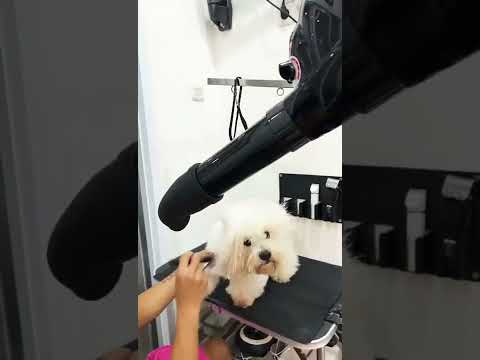 Pristine Grooming for a Coton de Tulear Dog! π€