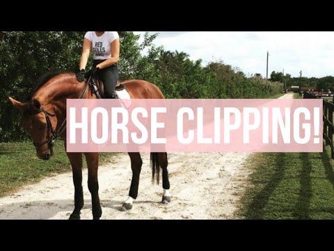 Horse Clipping 101! | Equestrian Prep