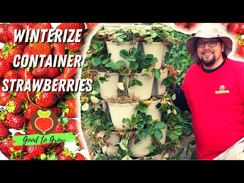 5 Easy Winterizing Tips for Container Strawberries | GreenStalk Leaf Planter | Mulching Strawberries