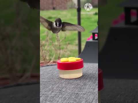 बेमिसाल है हेमिंग बर्ड| hummingbird facts |Interesting fact about bird | amazing fact about nature|