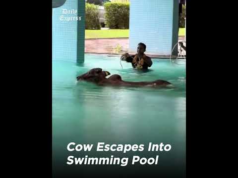 Unexpected Pool Visitor! Moo Moo living its best cow life
