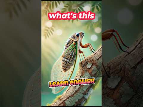 Learn English: Cicada ๐ฆ | Insect vocabulary