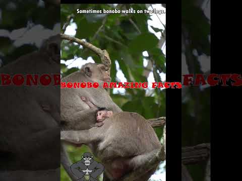 Monkey Amazing Facts
