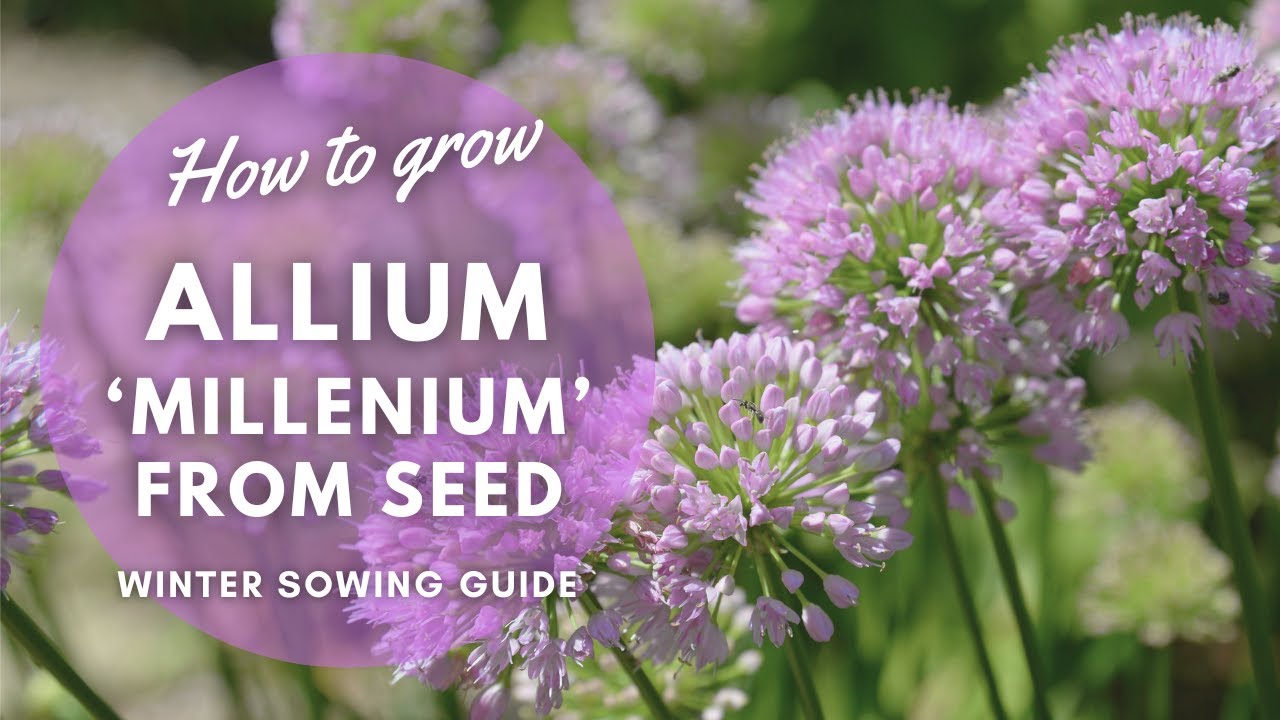 How to Collect & Winter Sow Allium 'Millenium' Seeds | Perennial Garden