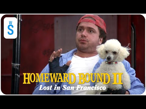 Homeward Bound II: Lost in San Francisco (1996) | Scene: French Poodle