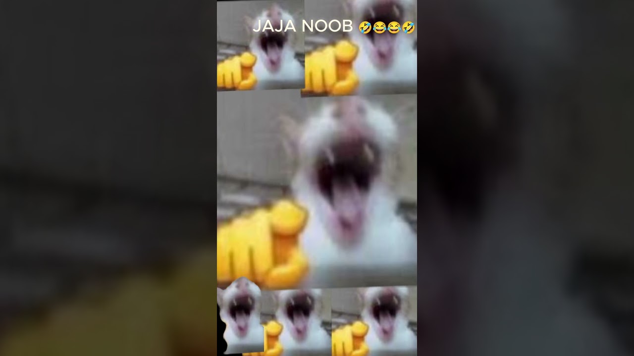 Gato riendo#ramdom