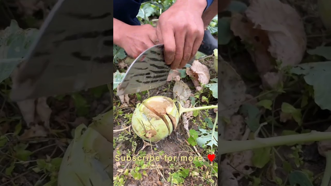 RT 5100078 mini rotary tillage and ridging all-in one tree 🌴