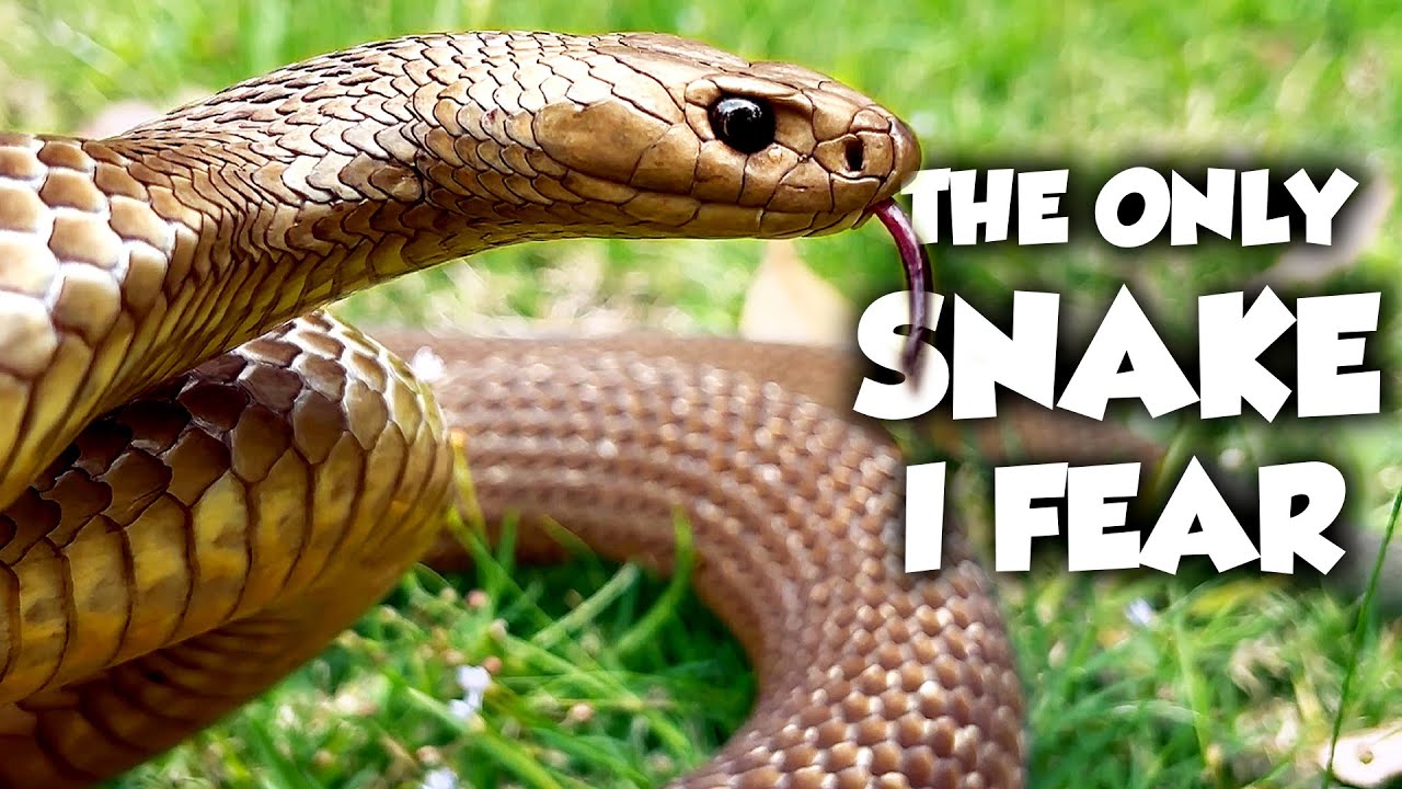 THIS is the Snake Bite to Worry About - The Eastern Brown Snake