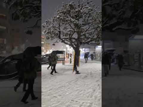 2024 Tokyo Snowfalls (February) #snow #tokyo #japan #snowfall #nature