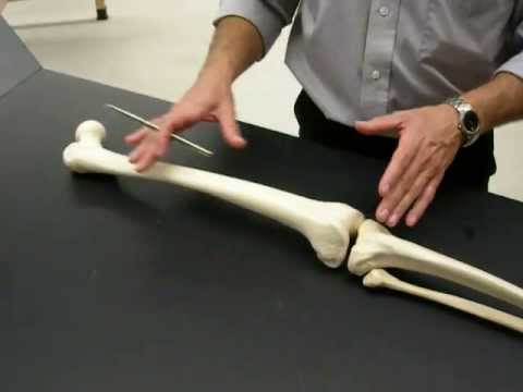Femur