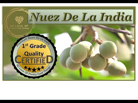NUEZ DE LA INDIA WEIGHT LOSS SEEDS