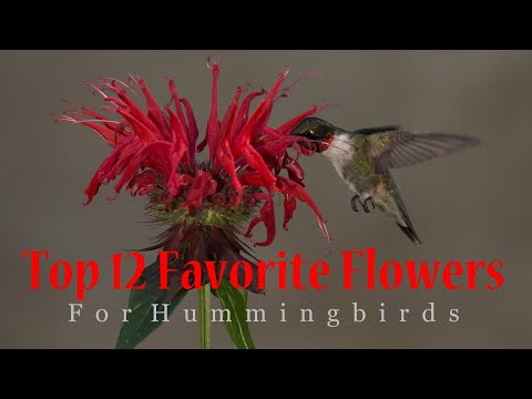 Top 12 Favorite Flowers for Hummingbirds
