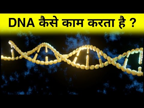 DNA कैसे काम करता हैं - how DNA works ?