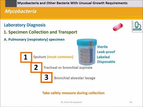 Mycobacteria: Mycobacterium tuberculosis and others