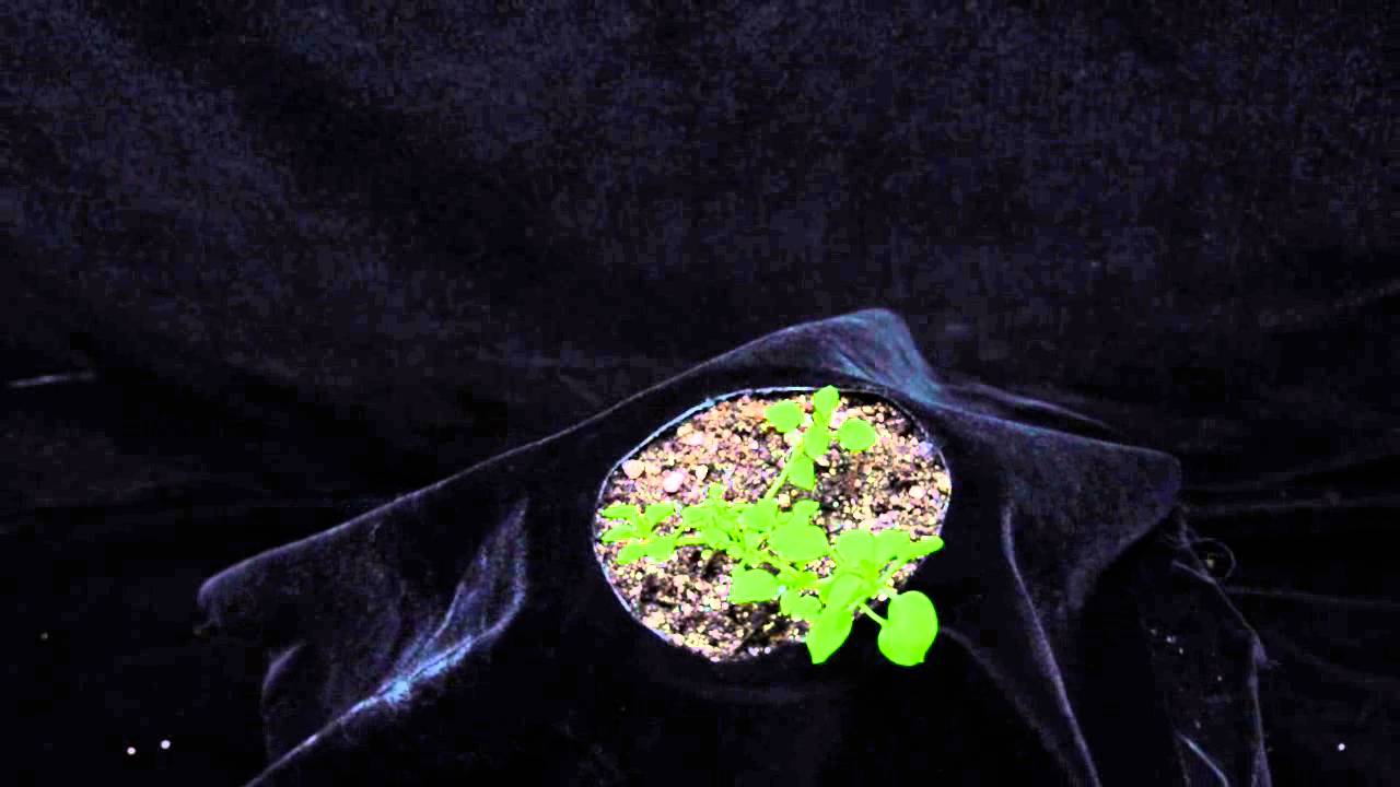 Common chickweed