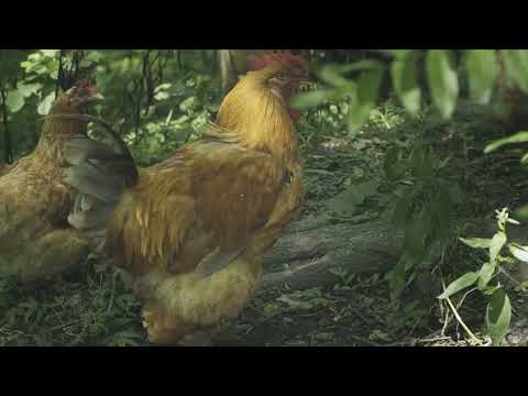Rooster Behavior Explained: Crowing, Protecting, and Mating Rituals