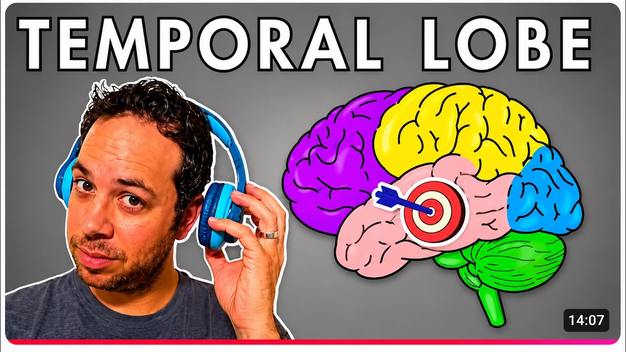 Temporal Lobe Explained (Memory, Language & More)