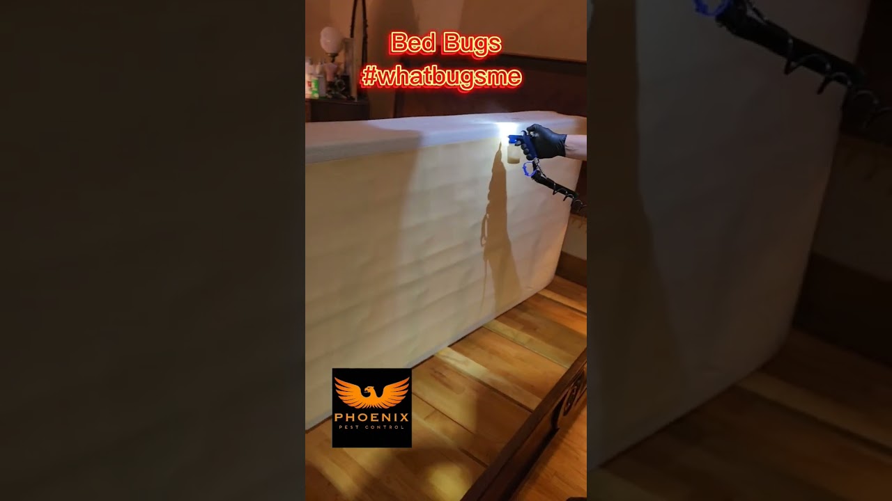 Bed Bugs Aprehend Treatment #whatbugsme
