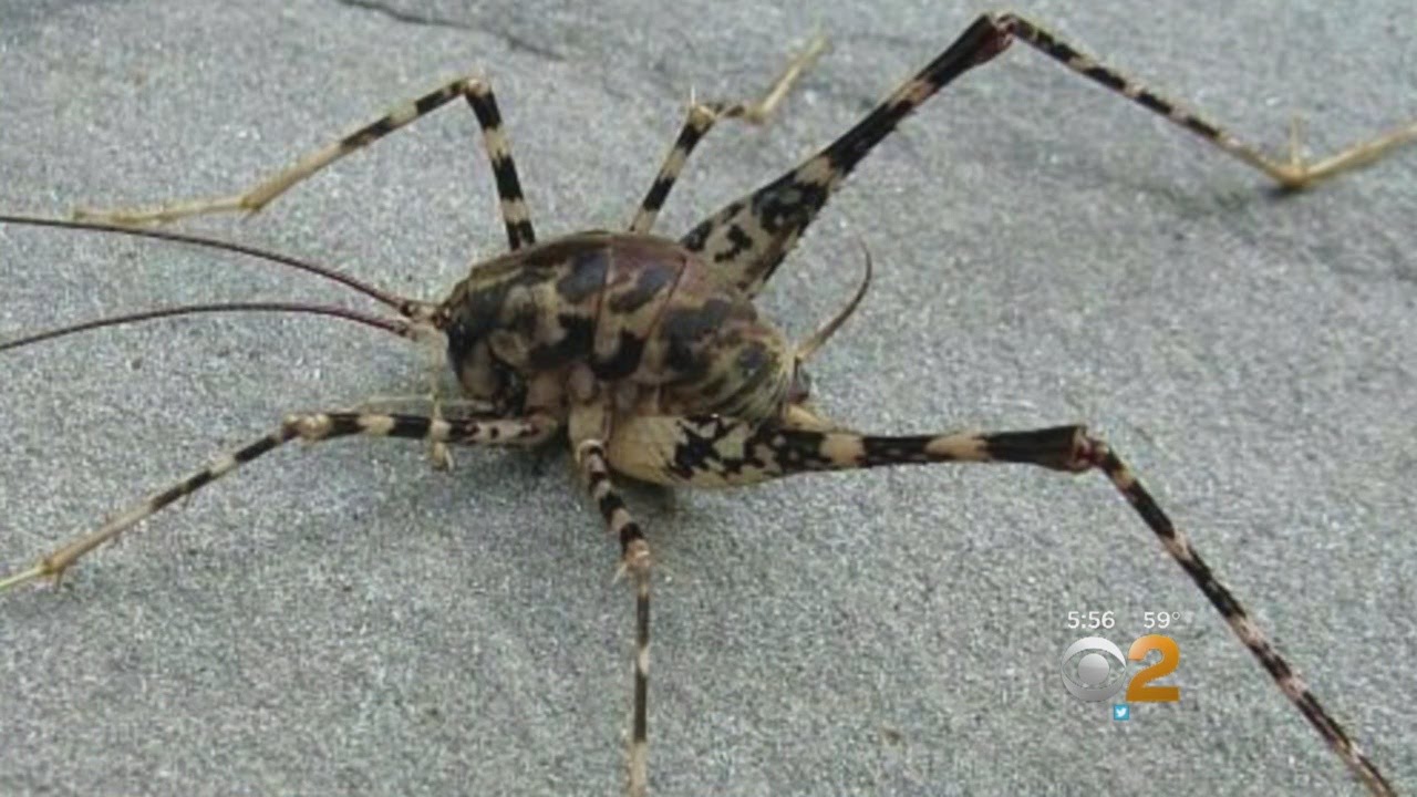 Camel Crickets Are Back