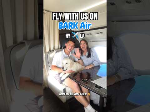 Flying On The Most Luxurious Dog Airline! #shorts