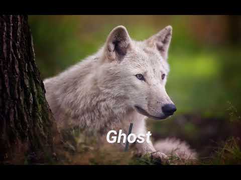 wolf names best