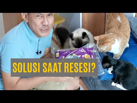 Pertama Kali Coba Makanan Kucing Bolt.