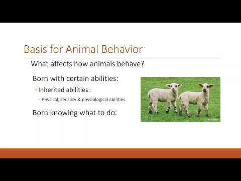 Behavior Basics